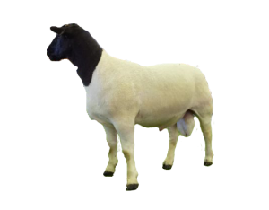 Self-Shedding Sheep Breeds - Farm Table