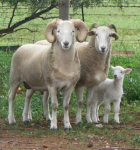 Self-Shedding Sheep Breeds - Farm Table