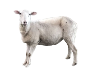 Self-Shedding Sheep Breeds - Farm Table