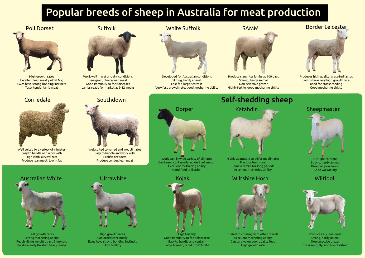 Self-Shedding Sheep Breeds - Farm Table
